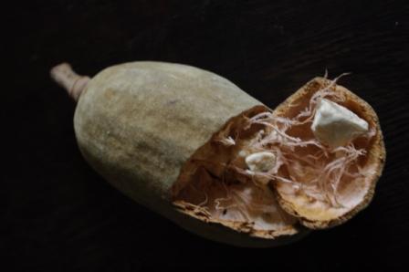 Malambe- Chimoio, Day 9 | Farmers, Food, and Vegetables